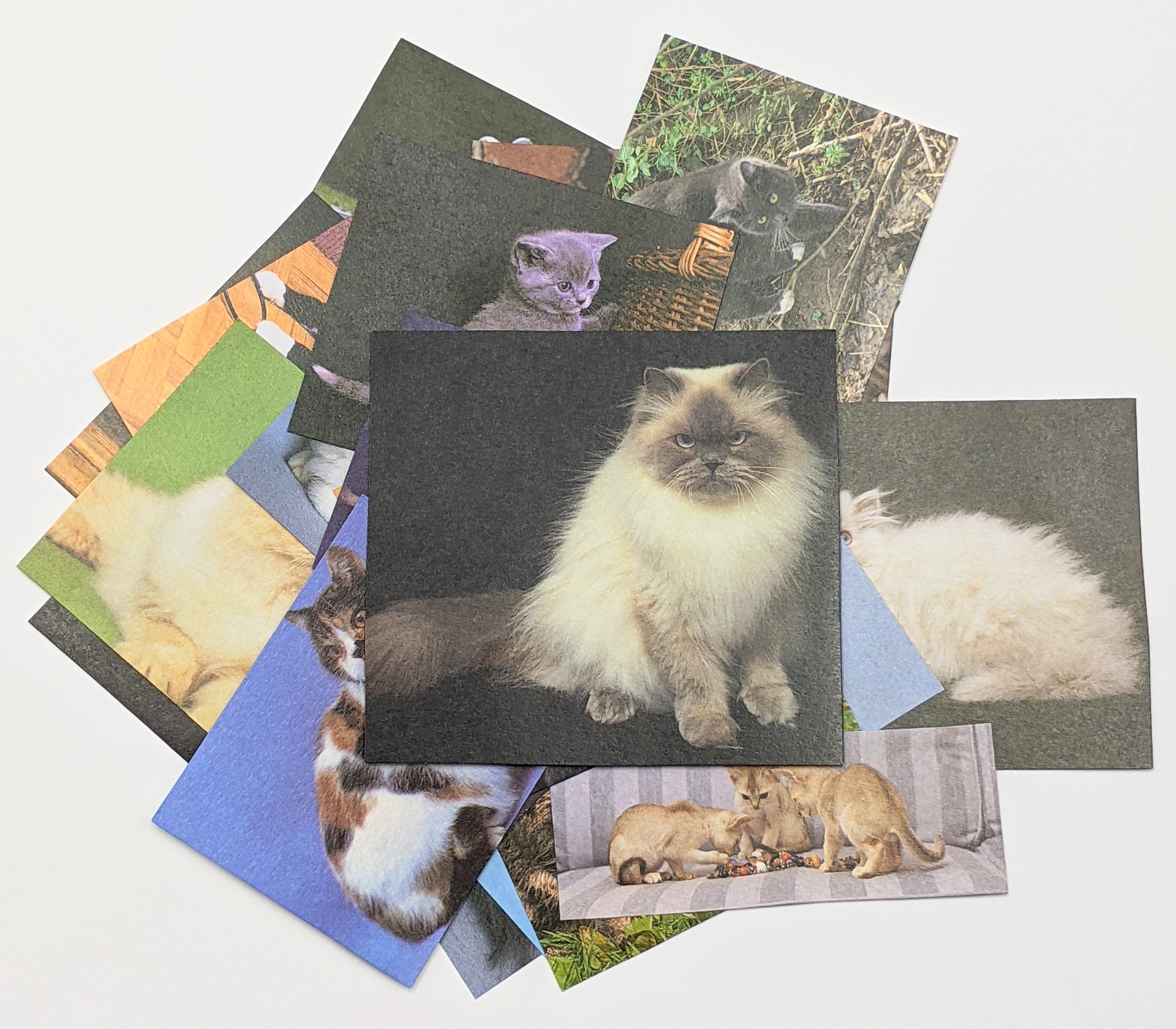 Cat Collage Kit, Cat Kitten Pictures, Cat Scrapbook Supplies, Recycled ...