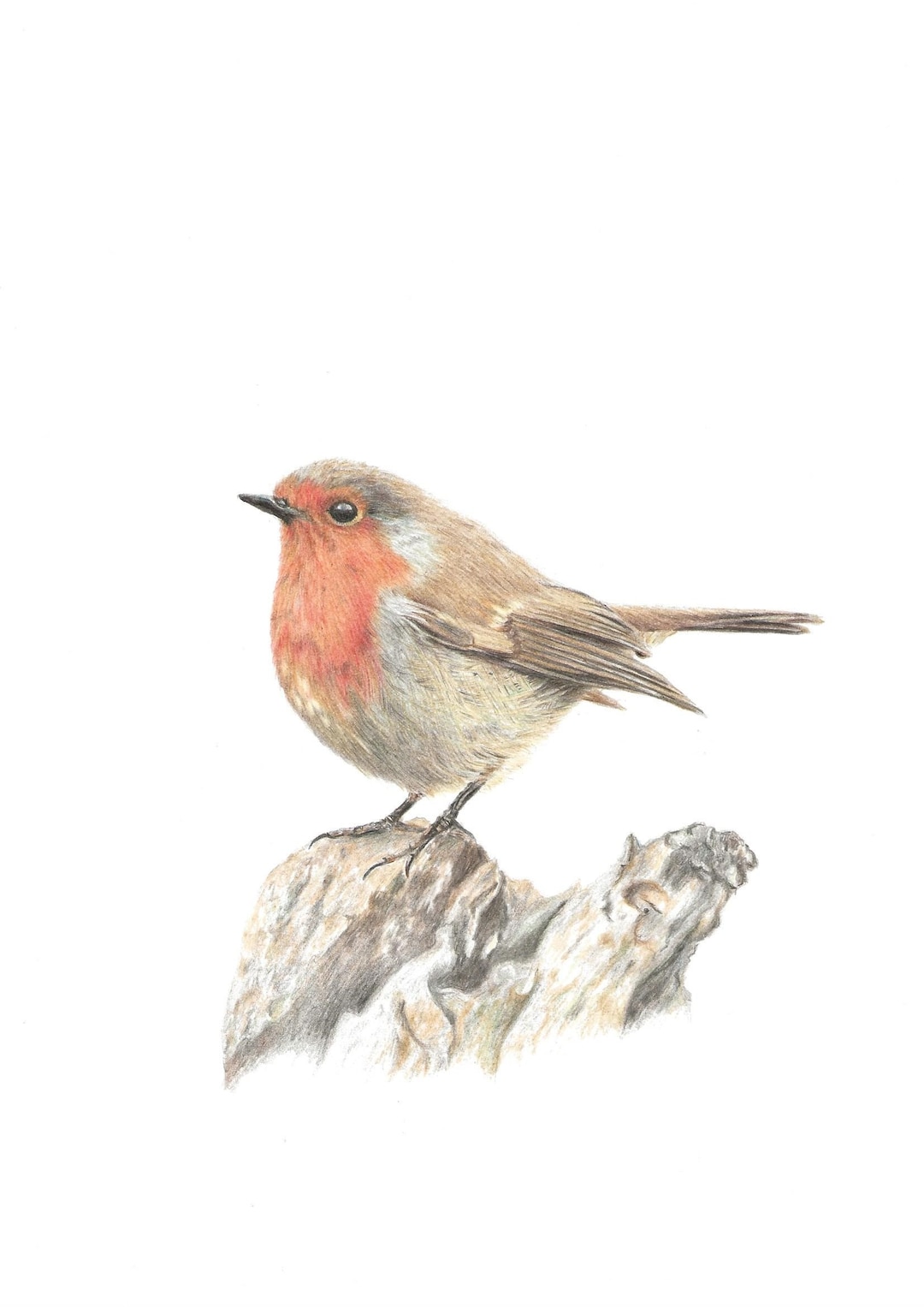 Robin Print | Bird Drawing | | British Garden Birds - Etsy