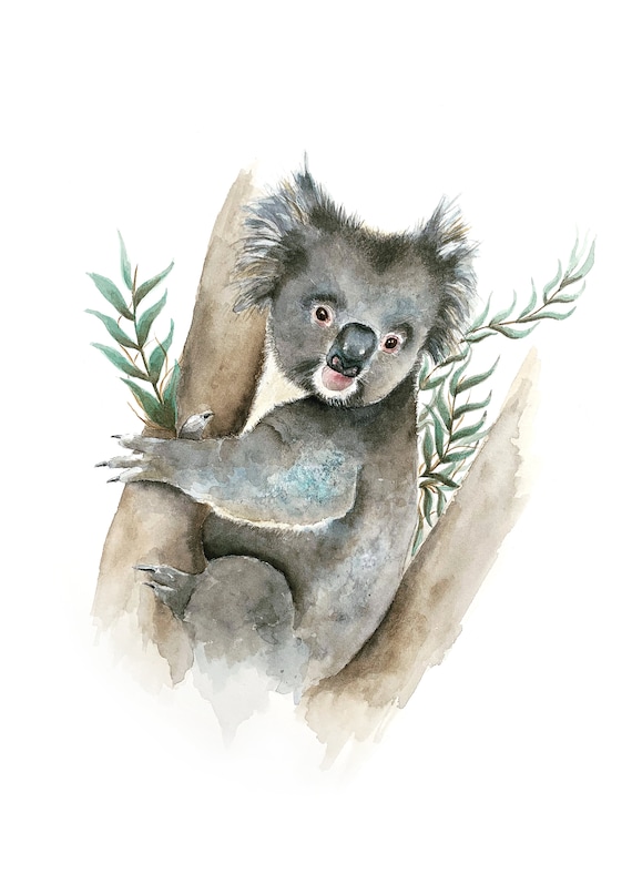 Koala Bear Pictures To Print
