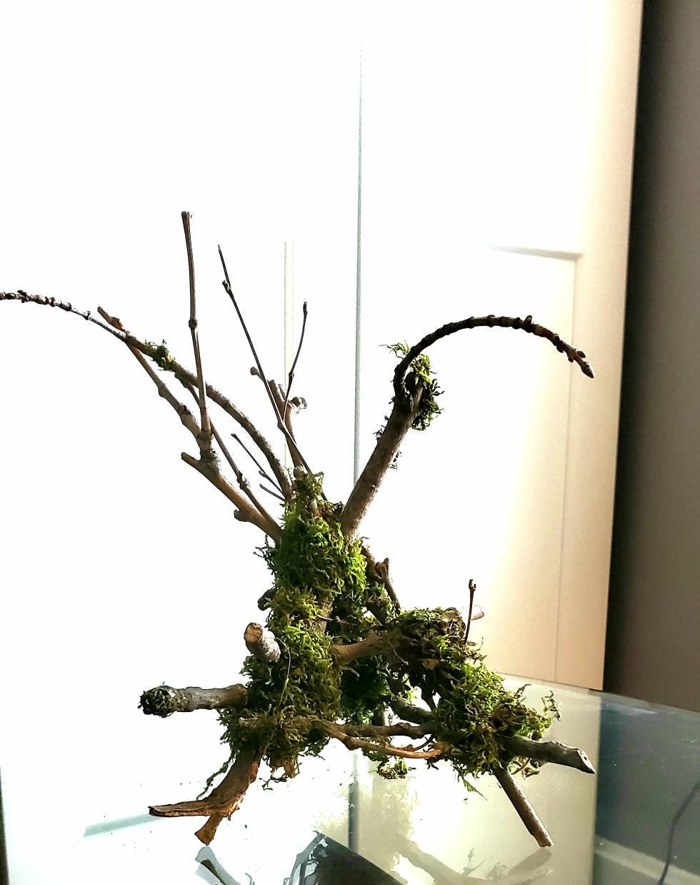 Sale-true Detective Bird Trap Devil's Nest Oddities - Etsy