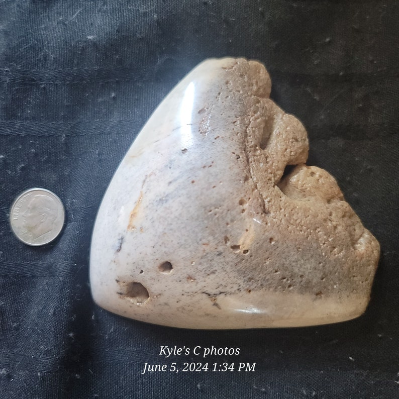 Megalodon Tooth Petrified Fossilized Very Rare - Etsy