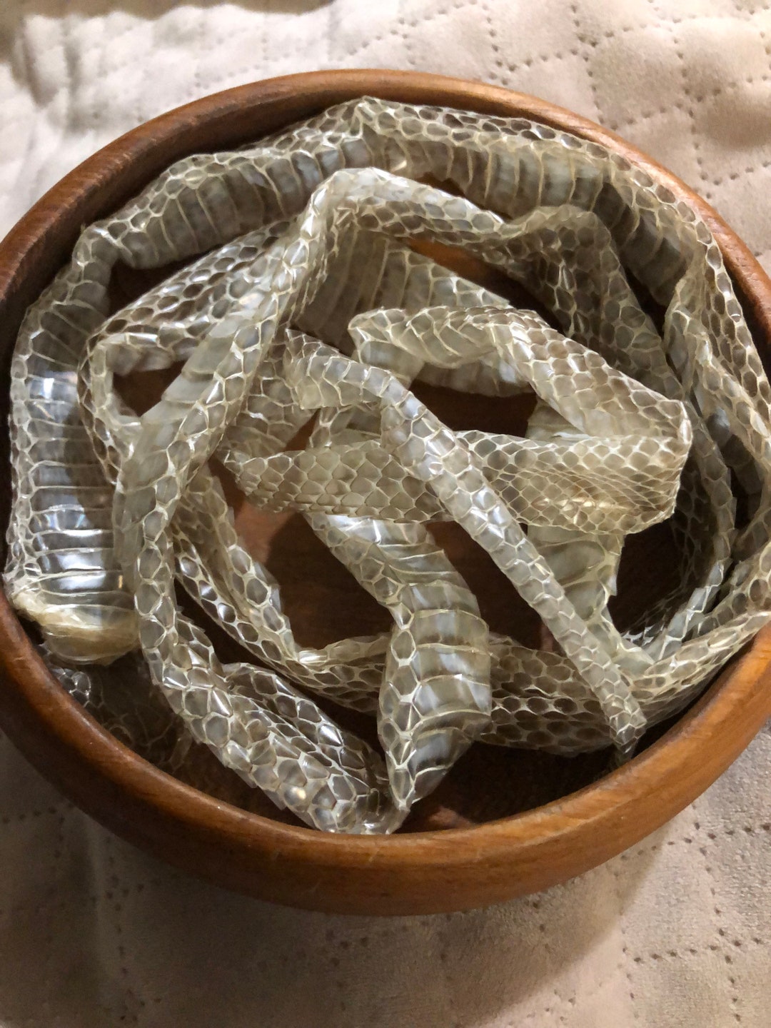 Corn Snake Shed (complete) - Etsy