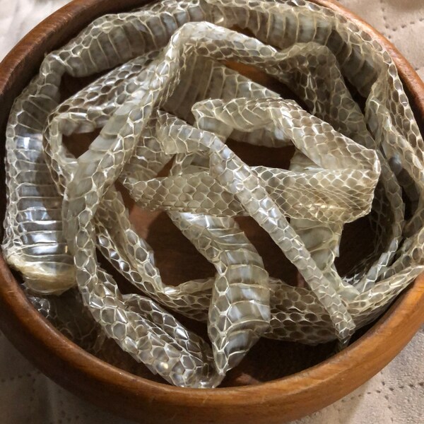 Snake Sheds - Etsy