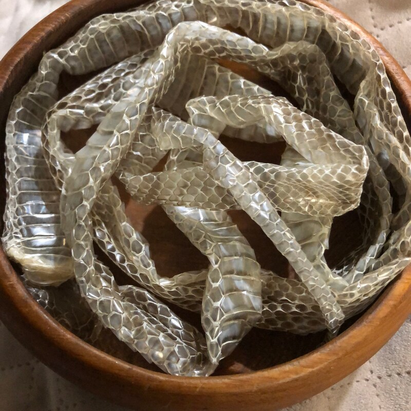 Snake Sheds - Etsy