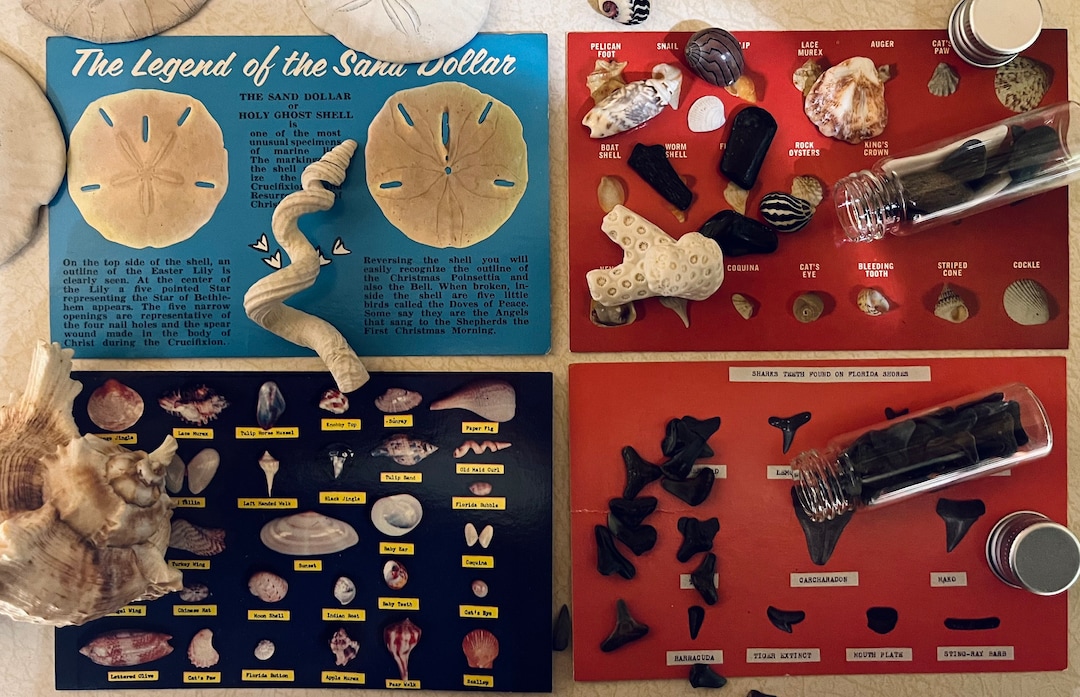 Vintage Seashell Postcard Curiosity Set - Etsy