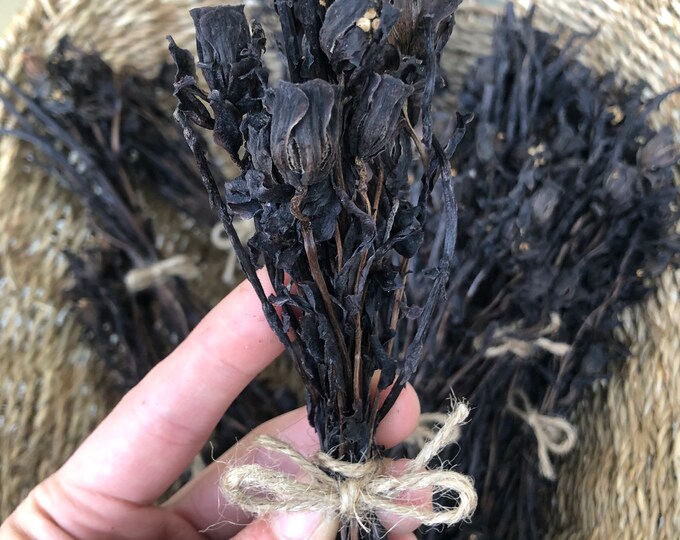 Dried Ghost Flower/indian Pipe (monotropa Uniflora) Bundle - Etsy