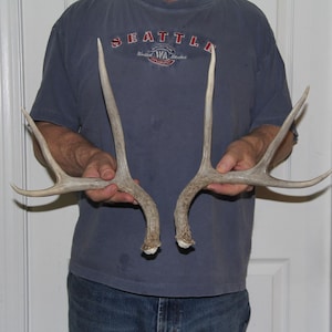 Set #8 Beautiful 3x3 Matched Set Mule Deer Shed Antlers / Mule Elk ...