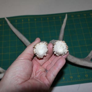 Set #8 Beautiful 3x3 Matched Set Mule Deer Shed Antlers / Mule Elk ...