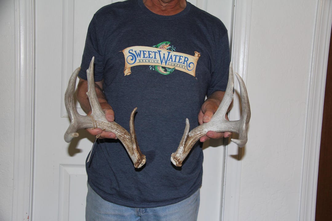 Set 6 Heavy 4X4 Matched Set Whitetail Deer Shed Antlers / Mule Elk ...