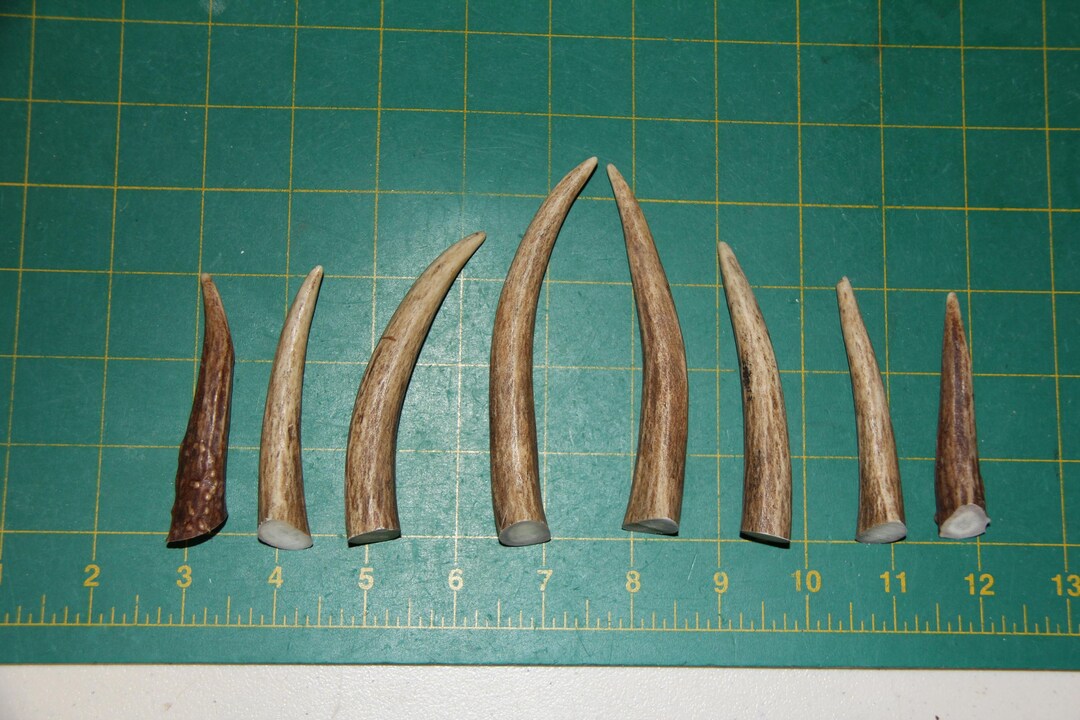 8 Matching Whitetail Deer Tips Tines Set 2 / Craft Antler Moose Mule ...
