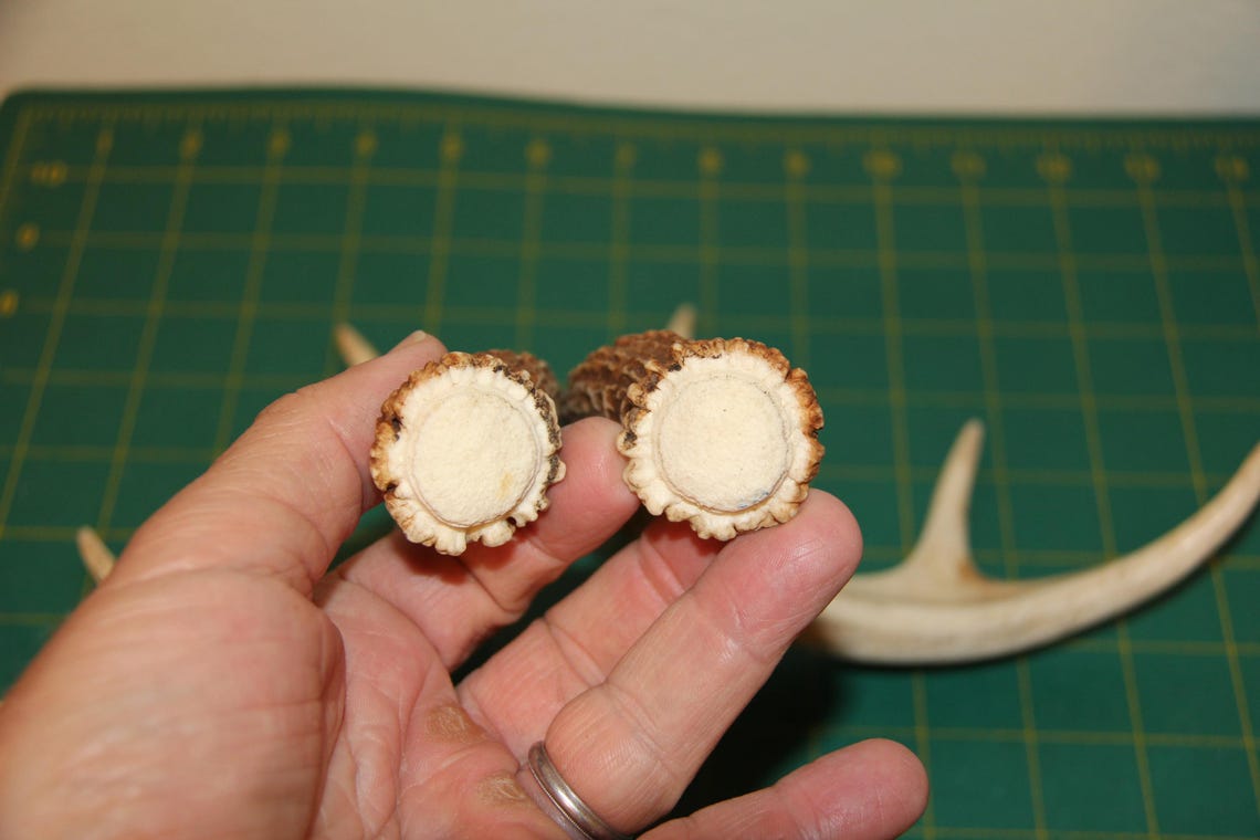 Set 14 Beautiful Fresh 3X3 Matched Set Whitetail Deer Shed Antlers ...