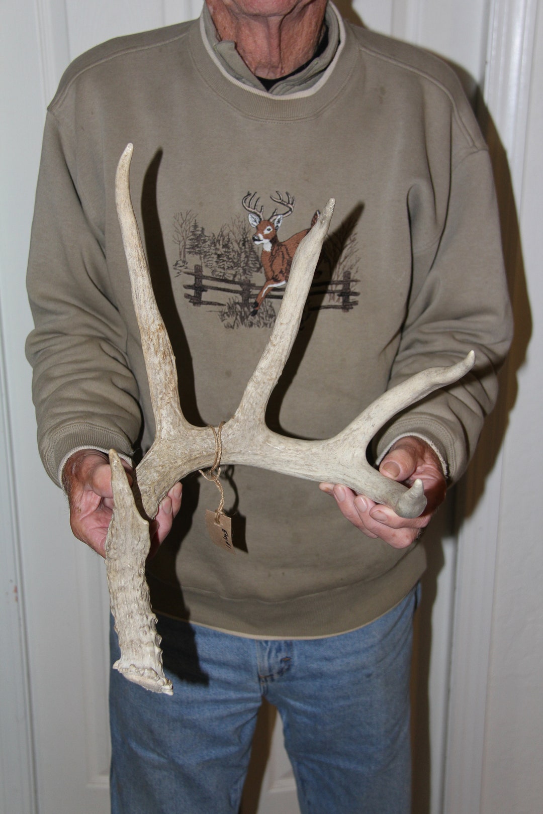 Single #1 75" 5pt Whitetail Deer Shed Antlers Sheds / Elk Moose 1101 - Etsy