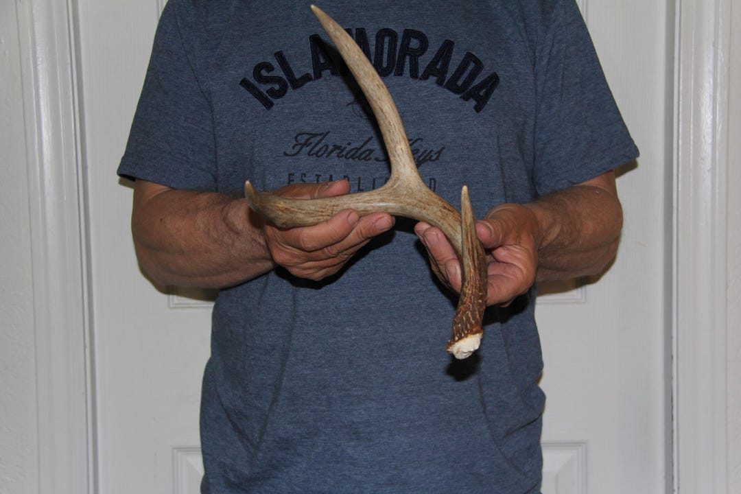 Single 16 Beautiful 3pt Whitetail Deer Shed Antlers Sheds / Elk Moose ...