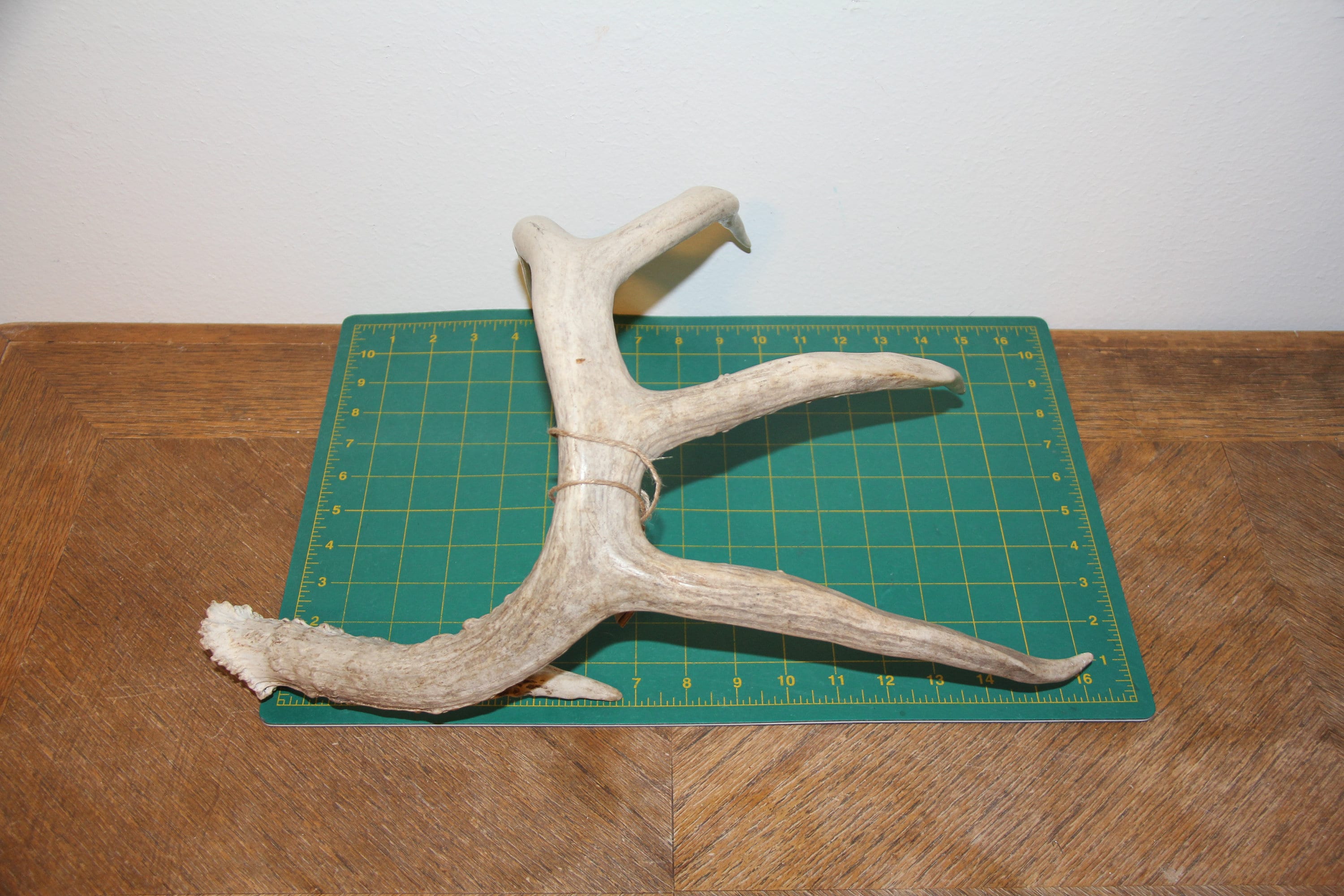 Single 1 75 5pt Whitetail Deer Shed Antlers Sheds / Elk Moose 1101 - Etsy