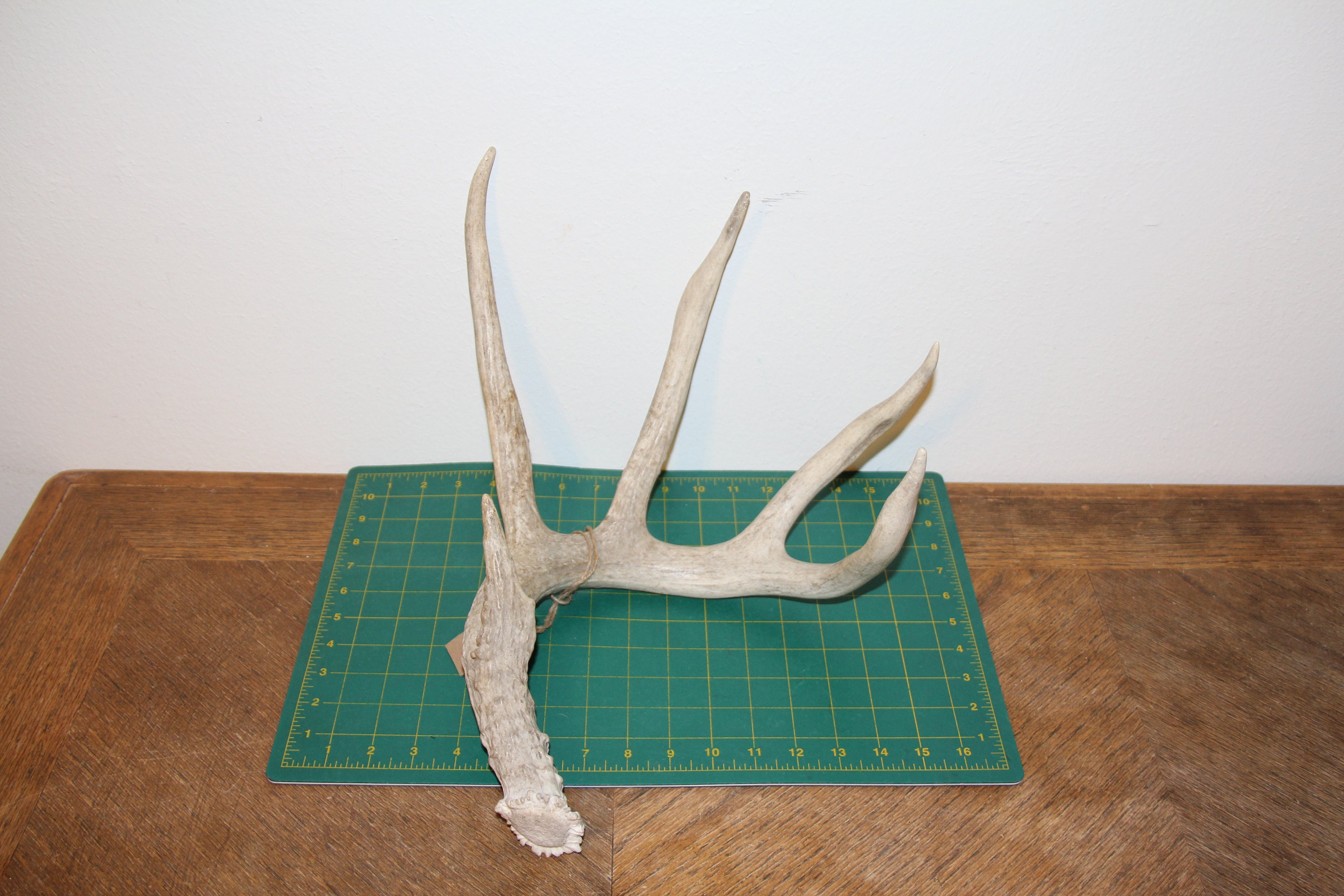 Single #1 75" 5pt Whitetail Deer Shed Antlers Sheds / Elk Moose 1101 - Etsy