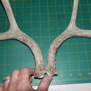 Set #8 Beautiful 3x3 Matched Set Mule Deer Shed Antlers / Mule Elk ...