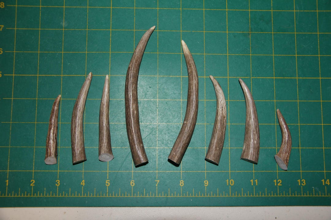 8 Matching Whitetail Deer Tips Tines Set #3 / Craft Antler Moose Mule ...