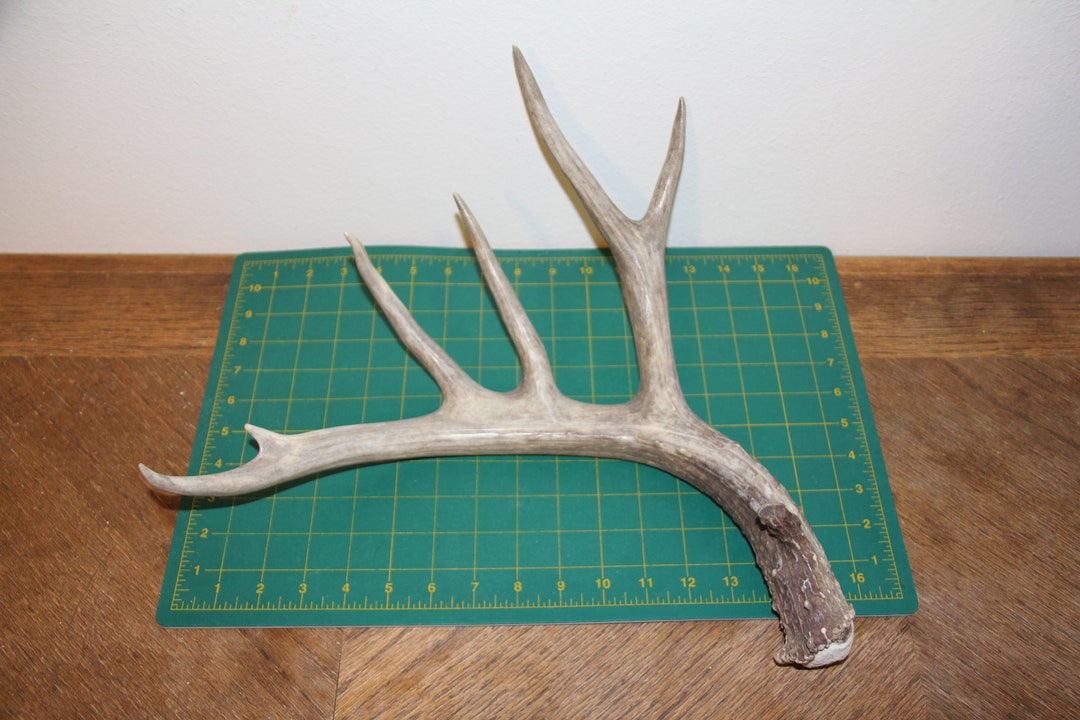 Single #47 Non-typical 7 Pt. Mule Deer Shed Antlers Sheds / Elk Moose ...