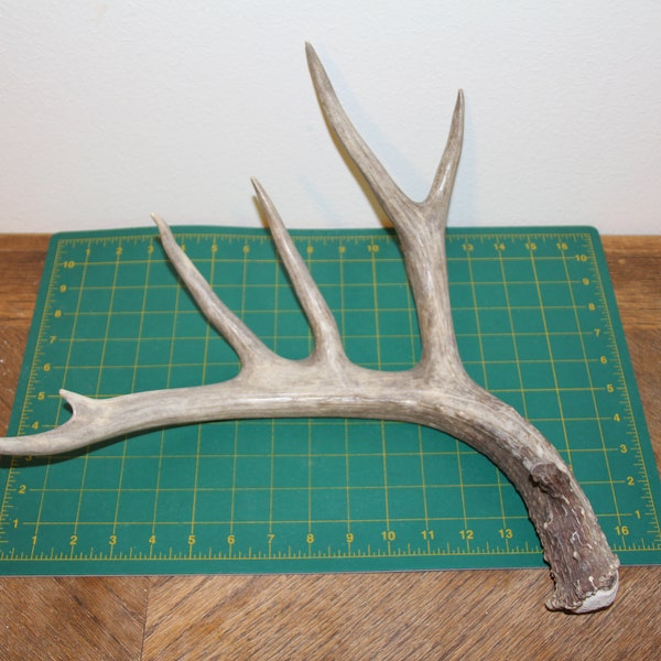 Non Typical Antlers - Etsy