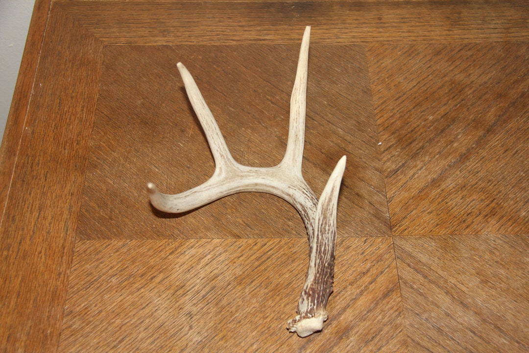 Single 9 Beautiful Fresh 4 Pt. Whitetail Deer Shed Antlers - Etsy
