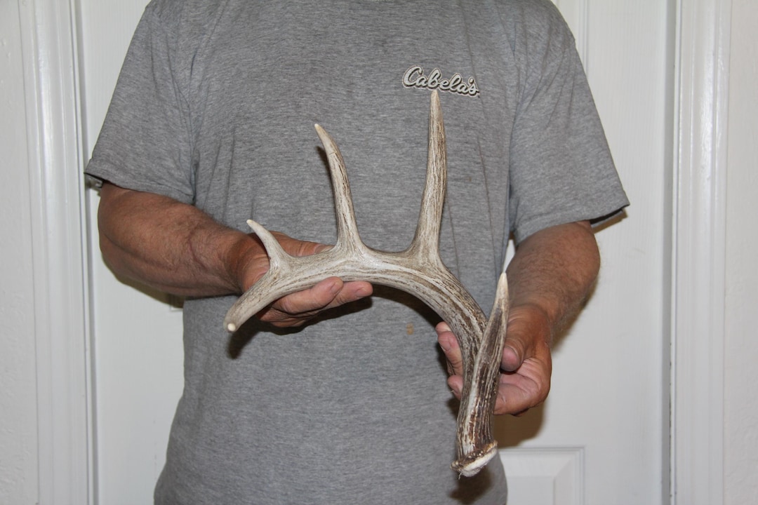 Single #14 Beautiful Heavy 5pt Whitetail Deer Shed Antlers Sheds / Elk ...