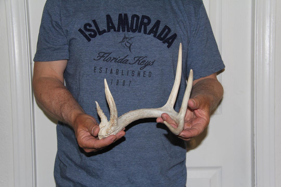 Single #23 Goofy 5pt Whitetail Deer Shed Antlers Sheds / Elk Moose Non ...