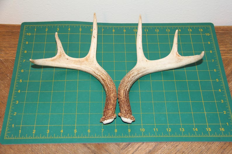 Set 14 Beautiful Fresh 3X3 Matched Set Whitetail Deer Shed Antlers ...