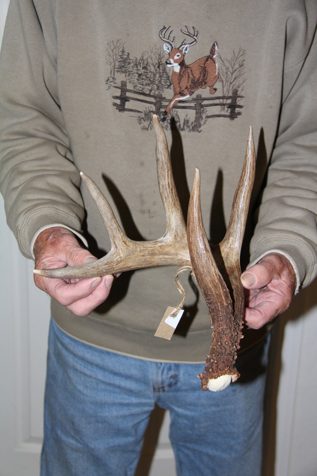 Single 15 Gorgeous Dark 5pt Whitetail Deer Shed Antlers Sheds - Etsy