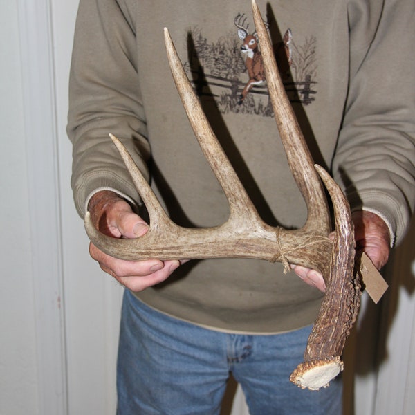 Elk Shed Antlers - Etsy