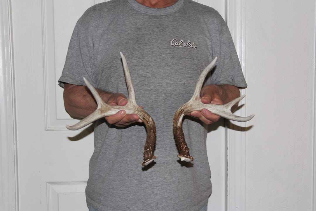 Set #21 Beautiful Perfect Fresh 4X4 Matched Set Whitetail Deer Shed ...