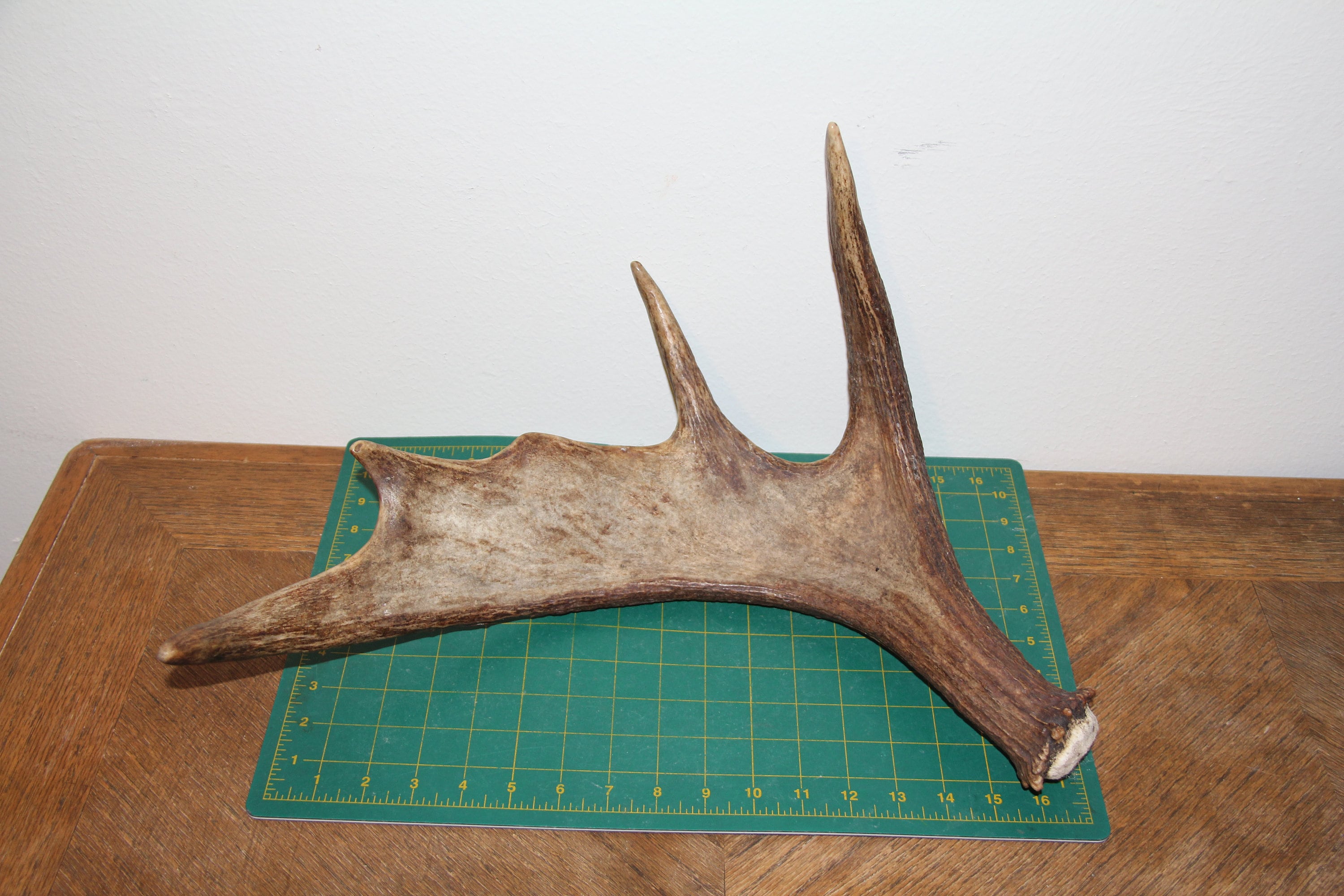 Moose Sheds for sale | Only 2 left at -70%
