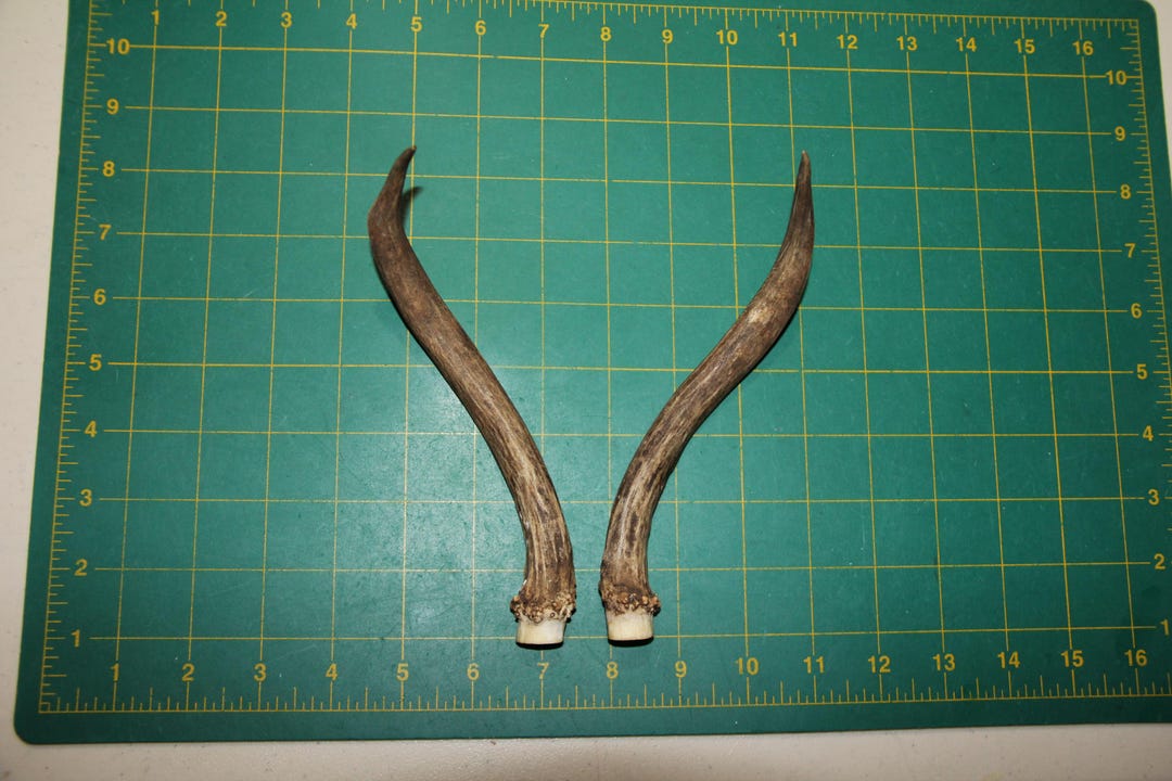 Spike Set 2 Whitetail Deer Antler Cut off Antlers / Mule Elk Moose ...