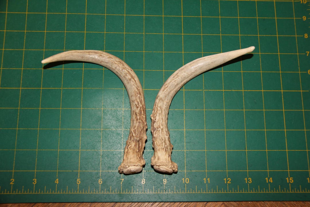 Spike Set 1 Whitetail Deer Shed Antlers / Mule Elk Moose Sheds 1005 - Etsy