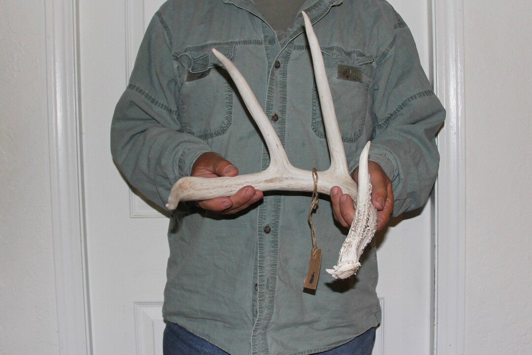 Single #4 62" 4pt Whitetail Deer Shed Antlers Sheds / Elk Moose Antler ...