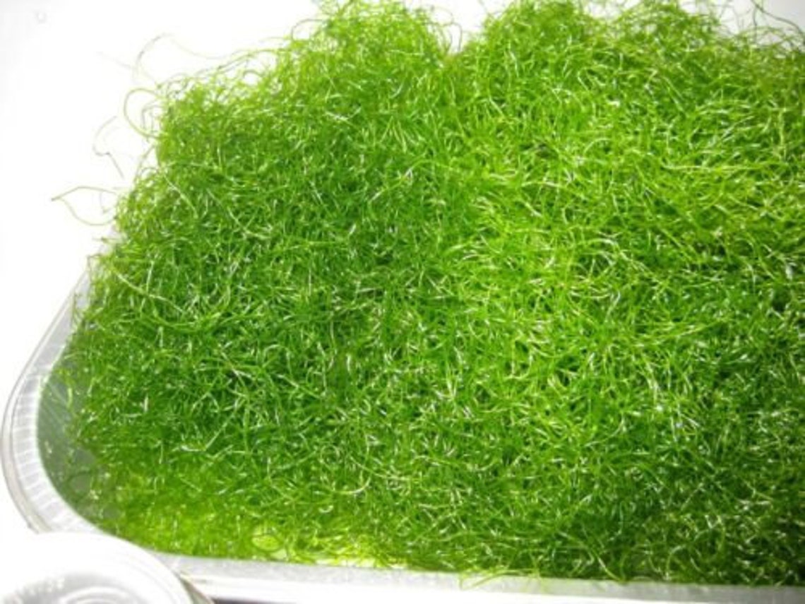 Saltwater Chaetomorpha Chaeto Marine Macro Algae Reef Refugium With ...