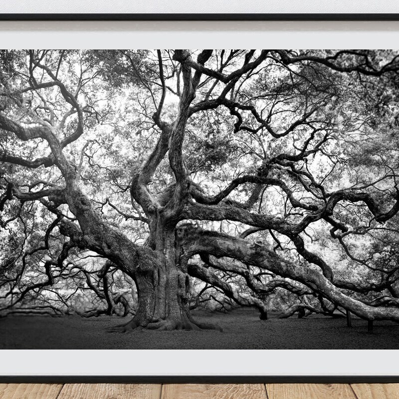 Black and White Photo Oak Tree - Etsy