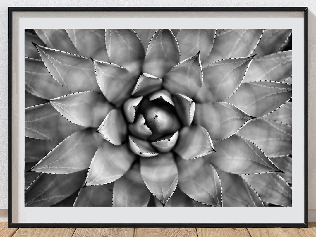 Agave Art Print Fine Art Photography Print Black and White Art Agave ...