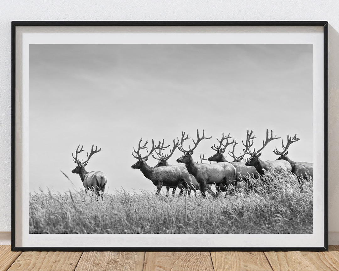 Rustic Decor Elk Print Photography Mountain Lodge Decor Black and White ...