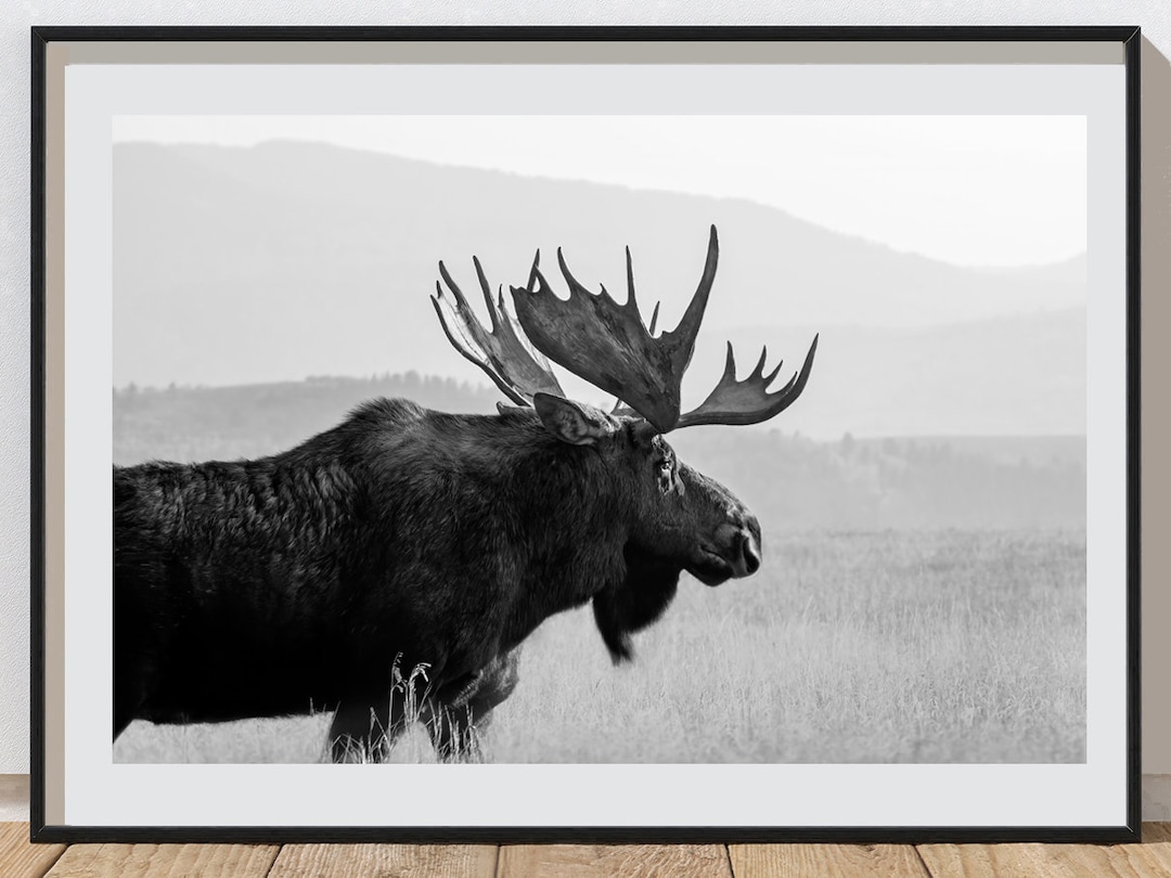 Moose Print Black and White Fine Art Photography Landscape Art Print ...