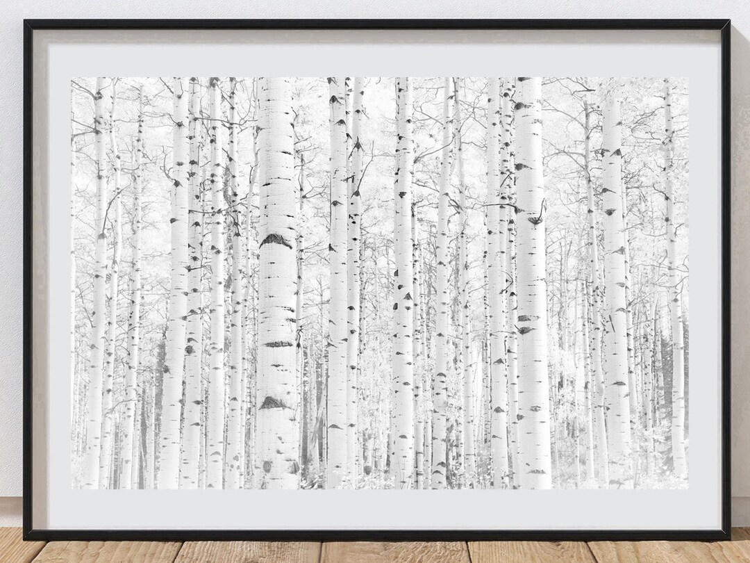 Aspen Tree Wall Art Aspen Grove Print Black and White Photography Aspen ...