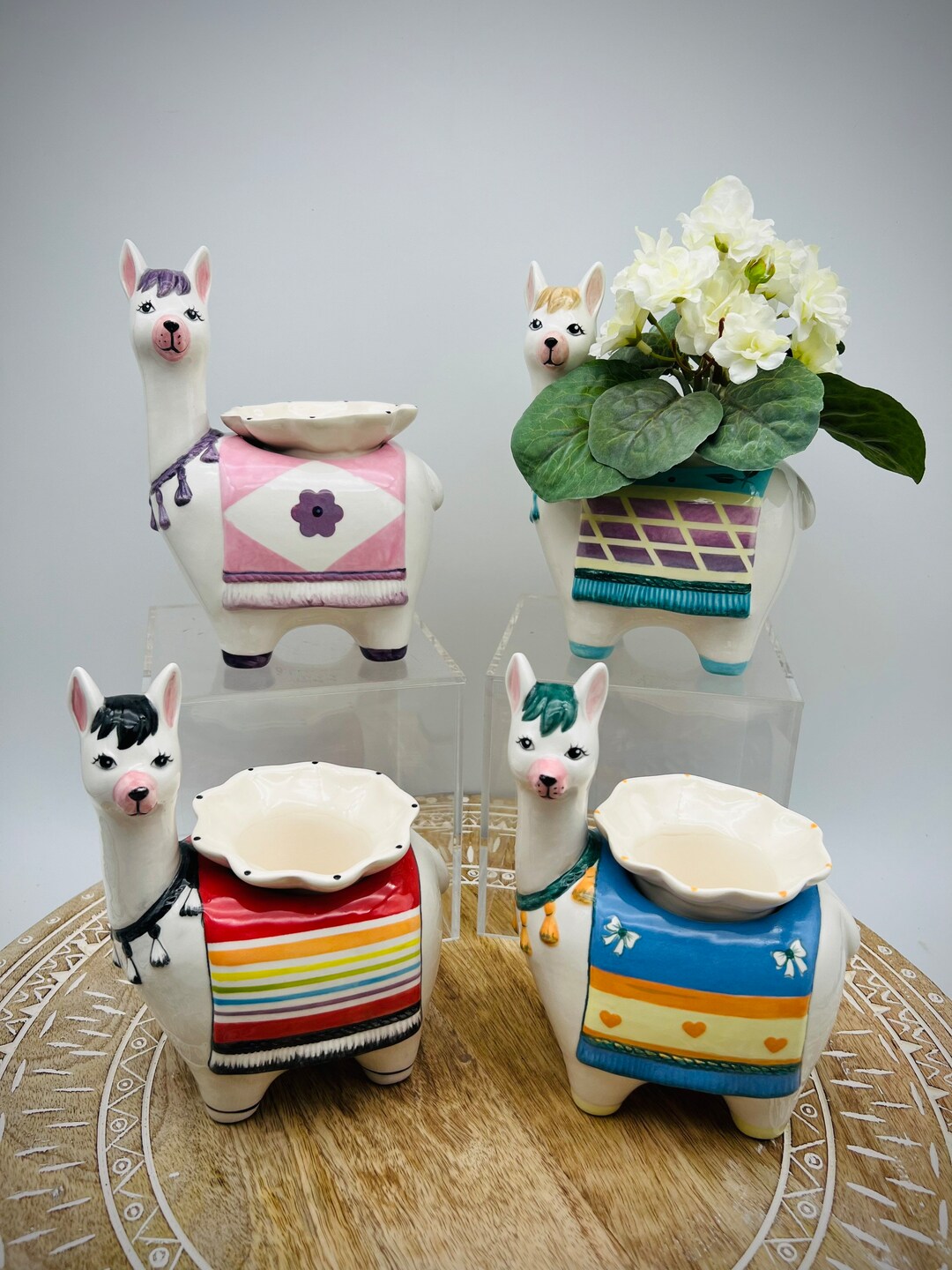 African Violet Pot - Miniature - Llama Self Watering - African Violet ...