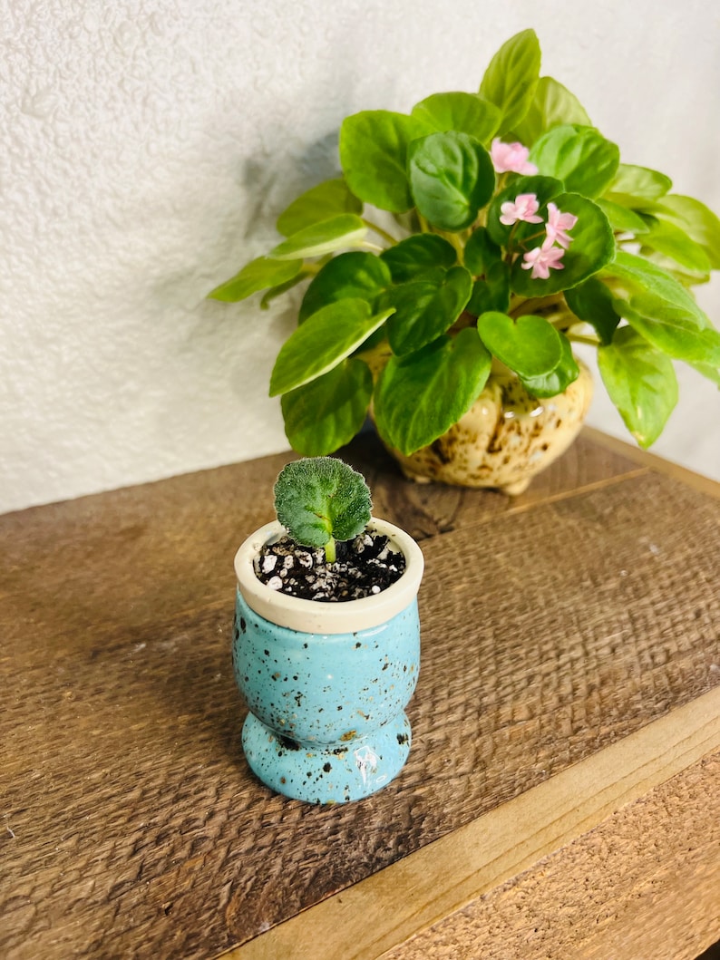 African Violet Pot for Leaf Propagating, Extra Mini Pot, Indoor Planter ...
