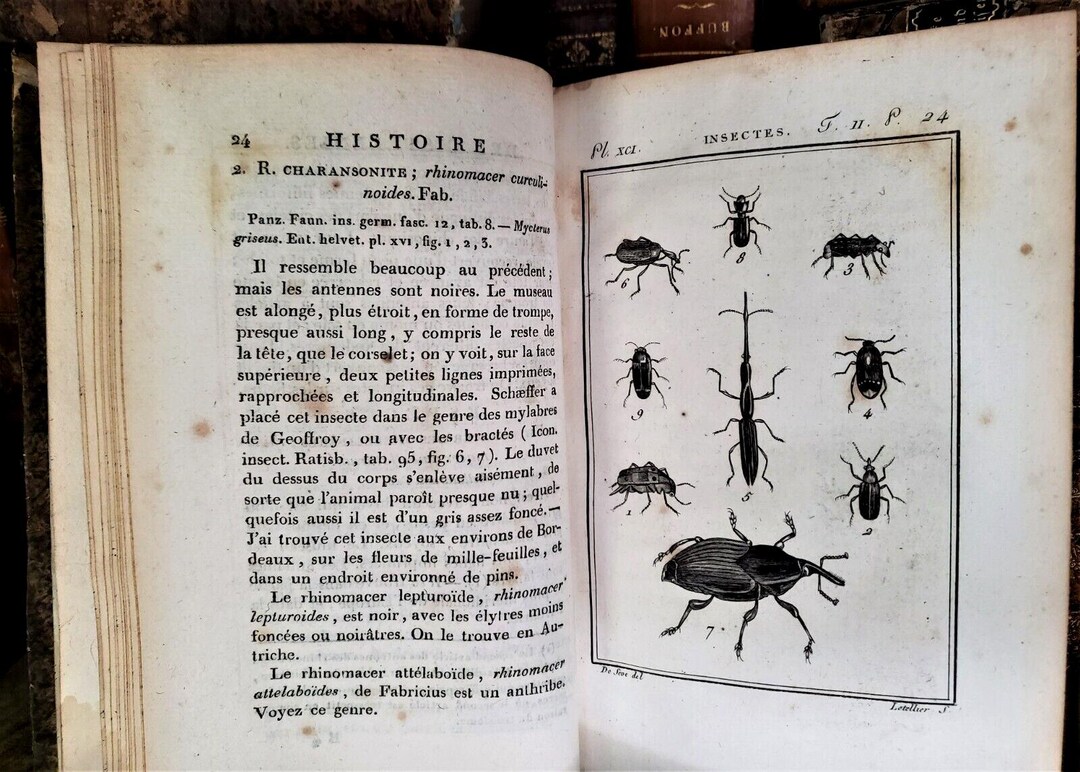 1803 Buffon - Natural History of Crustaceans and Insects With ...