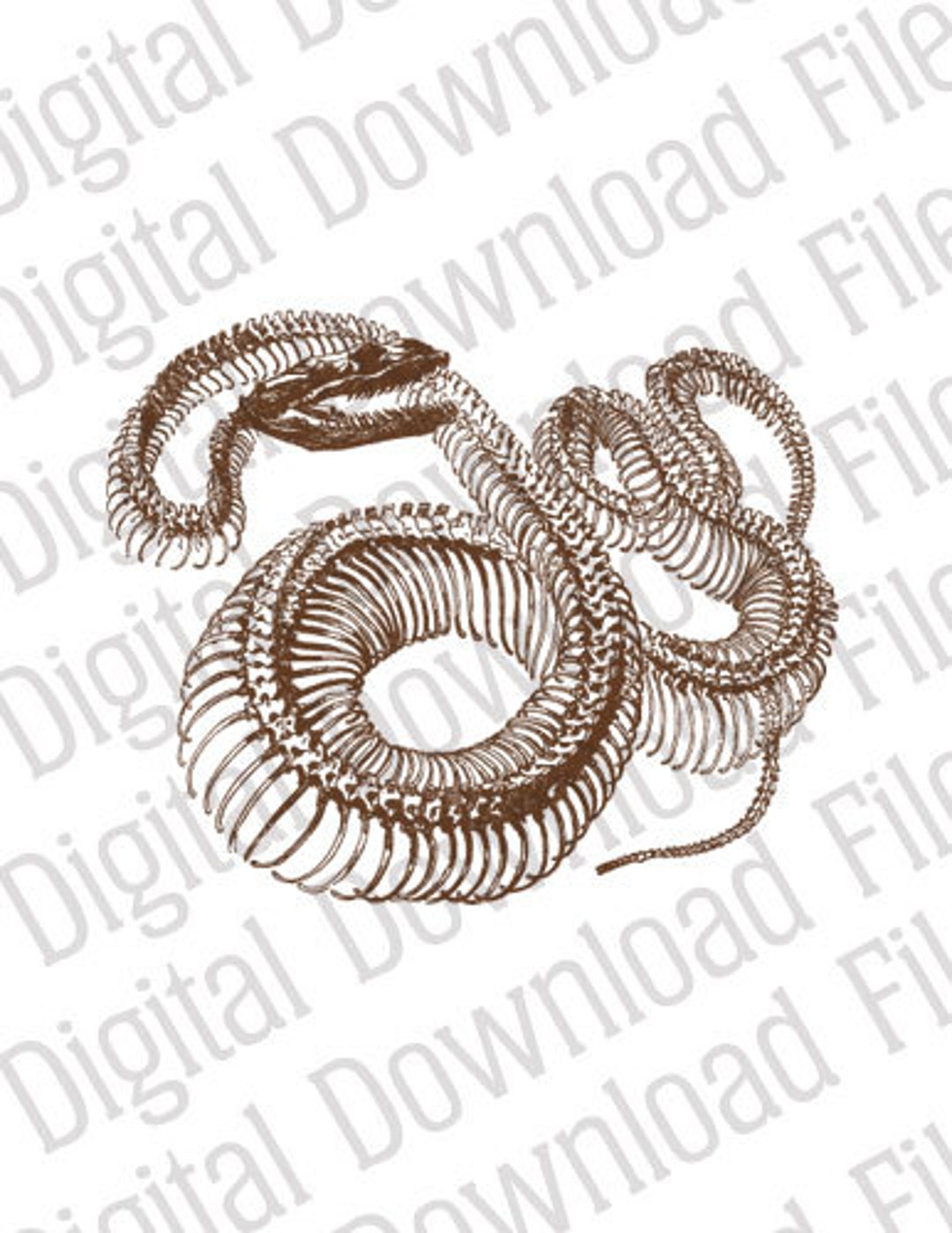 Vector Graphic - DD470 Snake Skeleton Vector - DIGITAL DOWNLOAD - Ai ...