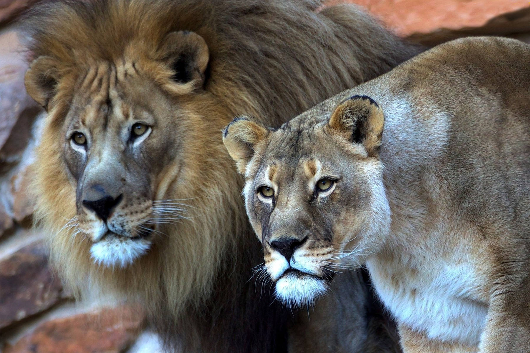 3 Panel Canvas Split Lion Wall Art Lioness Canvas Art Lion | Etsy