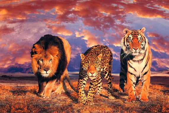 Tiger Vs Jaguar A Tiger And Jaguar By Hollowzero On DeviantArt