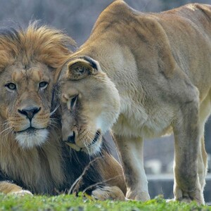 3 Panel Canvas Split, Lion Wall Art, Lioness, Canvas Art, Lion Print ...