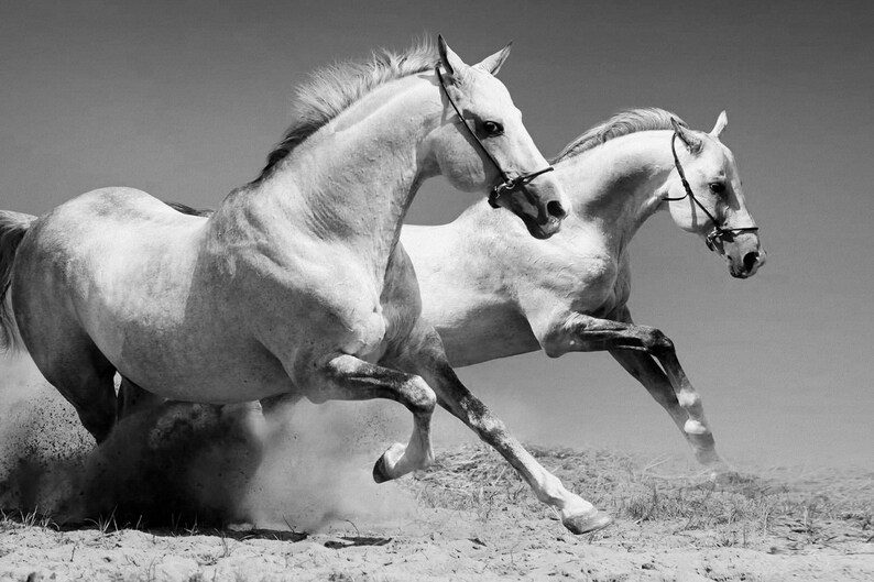 3 Panel Split triptych Canvas Print of Horses Running in - Etsy