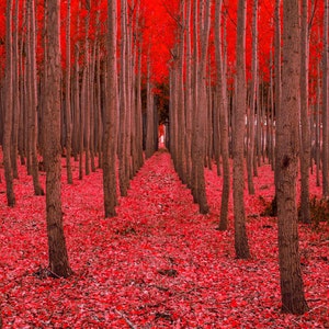 Beautiful Red Tree Park Print,red Leaves Forest Canvas Wall Art ...