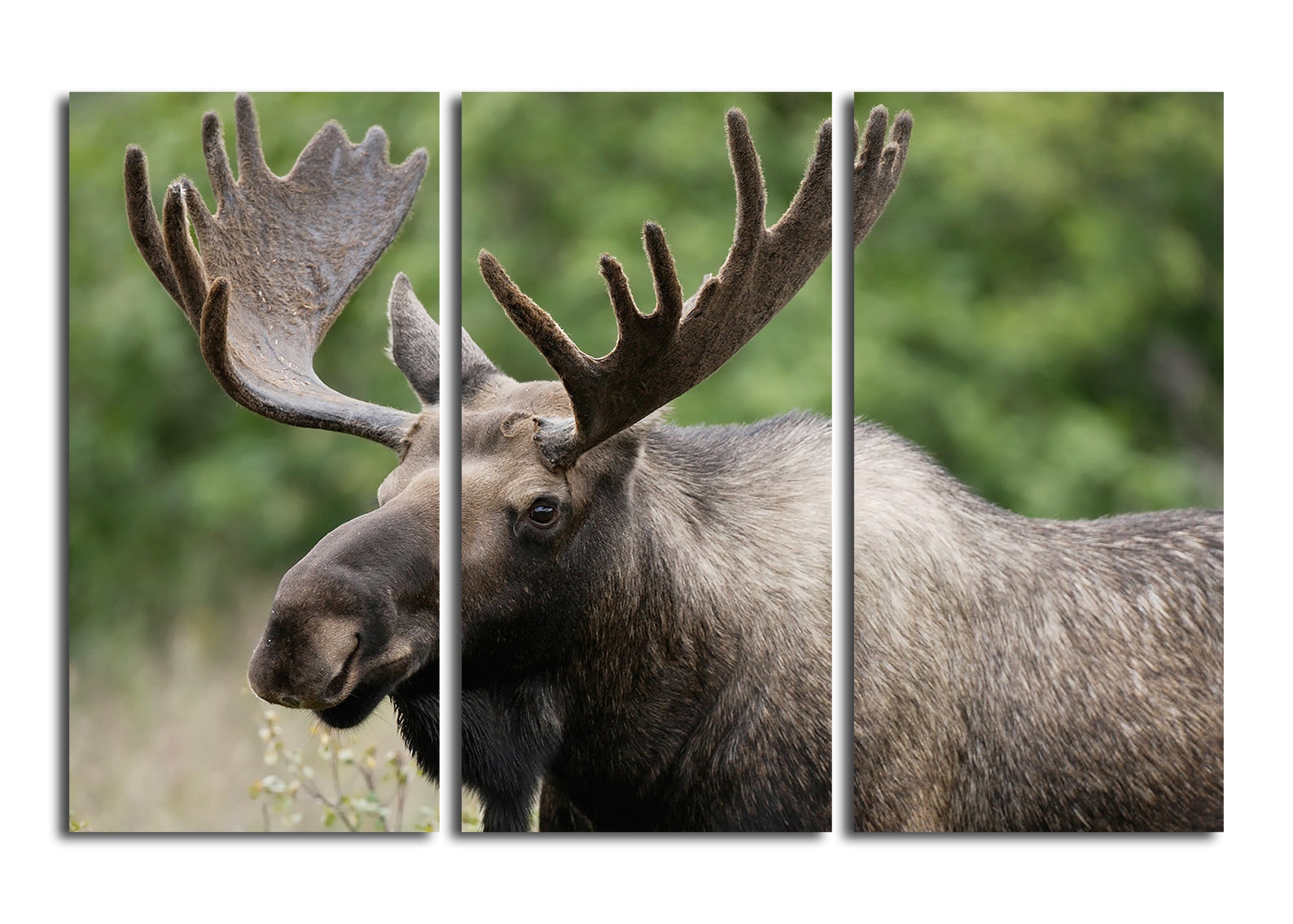 Moose Wall Art Moose Canvas Moose Canvas Wall Art Moose Decor | Etsy